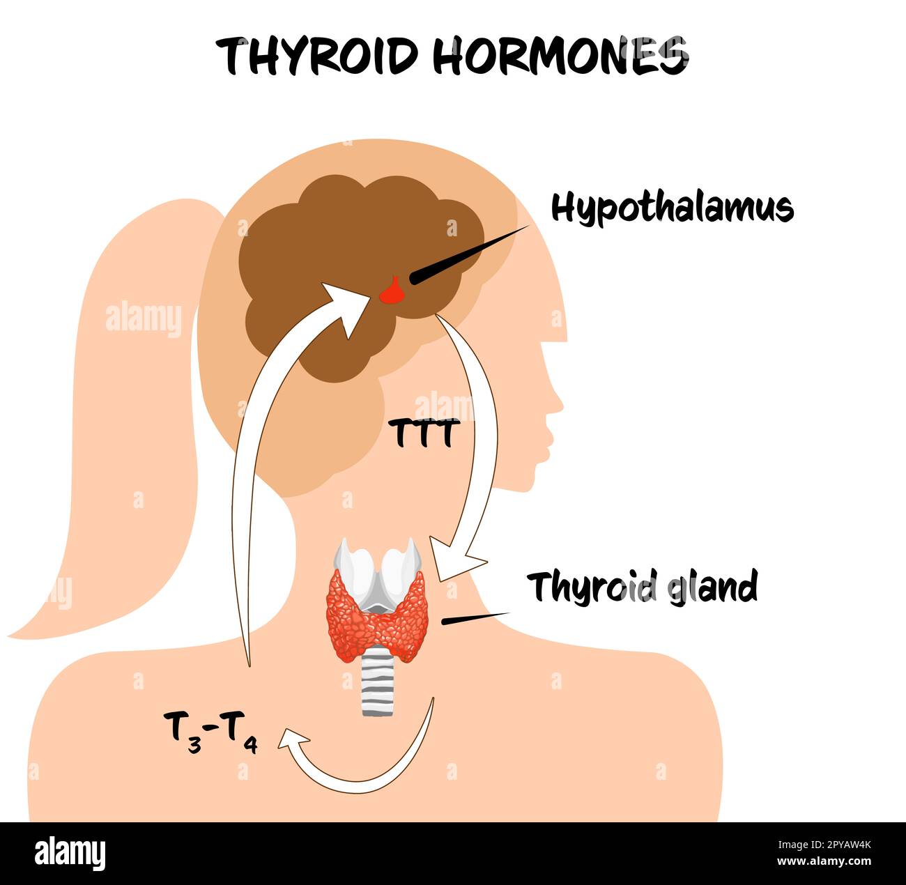 Medical poster with thyroid hormones image on white background Stock ...