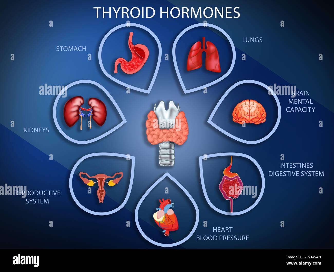 Illustration of thyroid gland and different icons showing which human ...