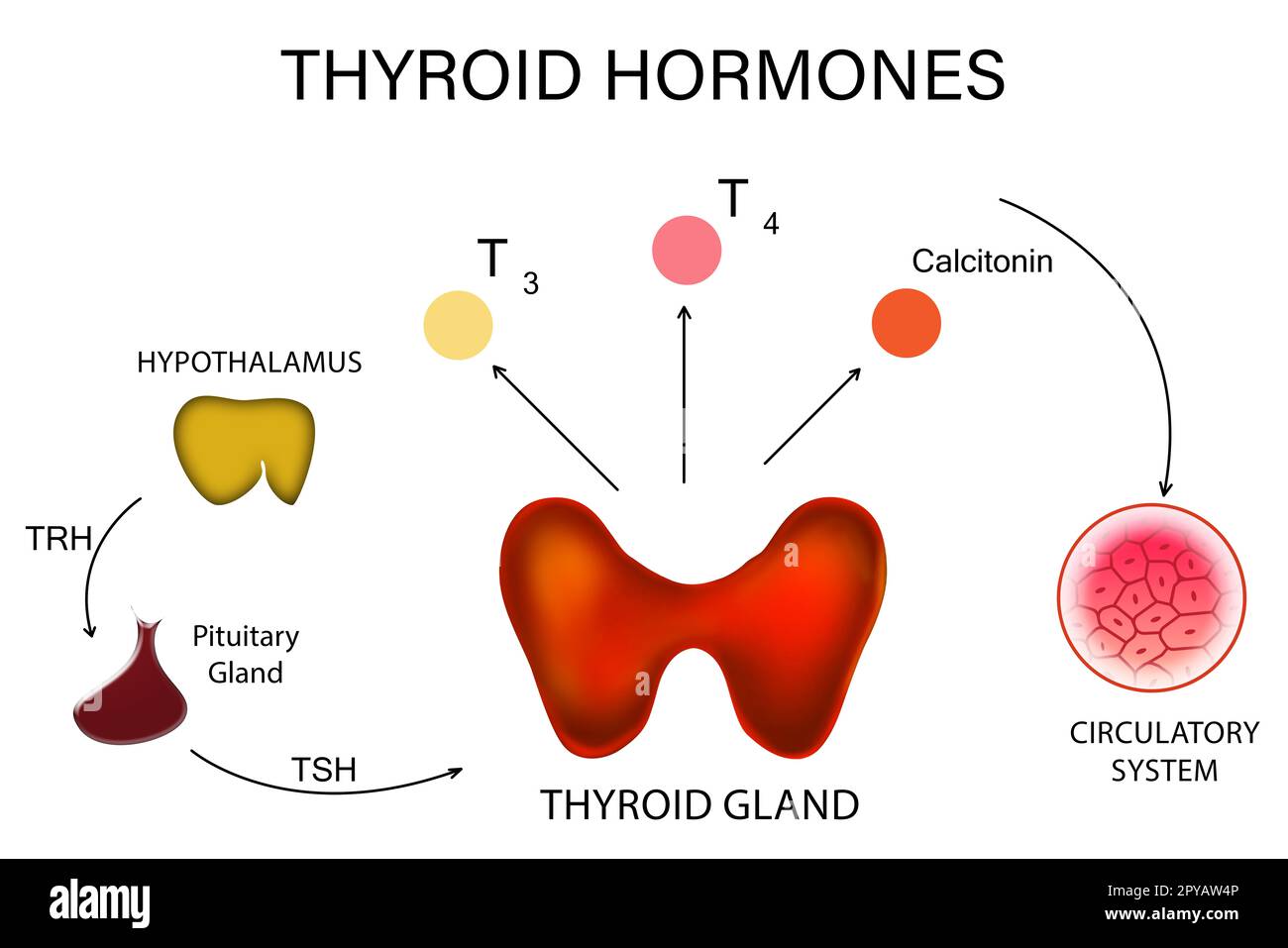 Thyroid Hormones Calcitonin
