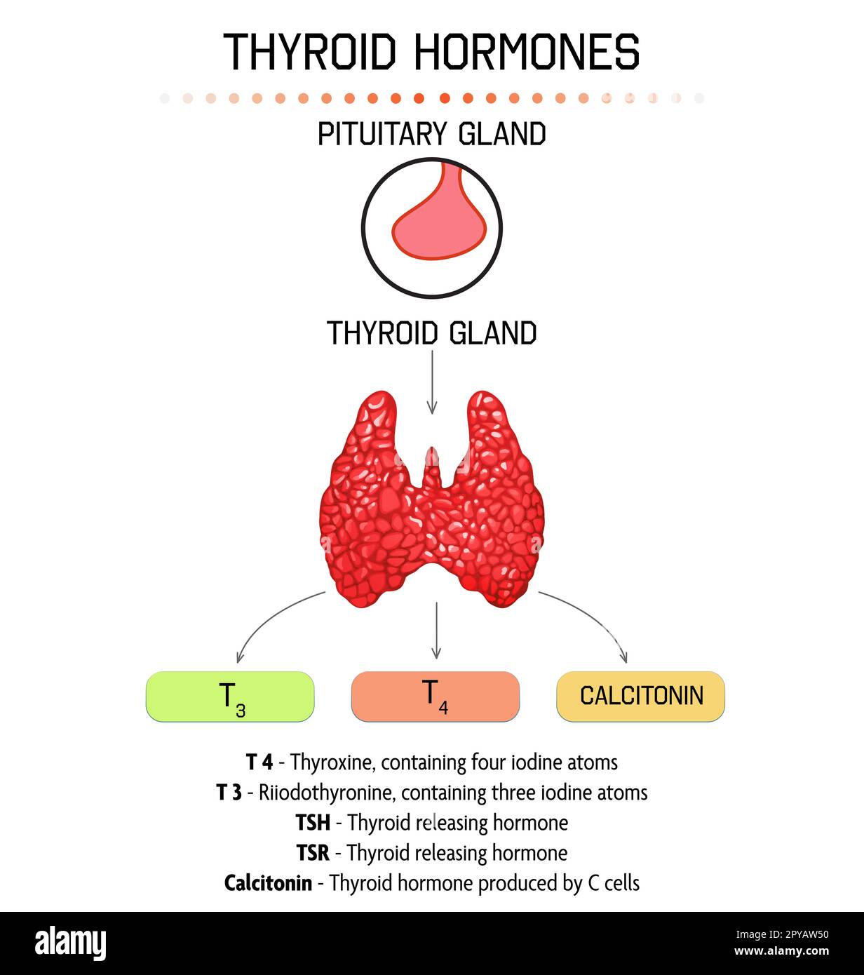 Thyroid Hormones Calcitonin