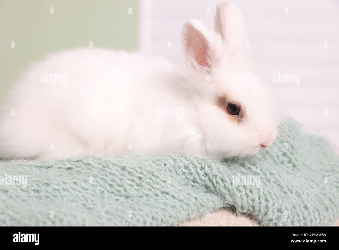 Fluffy white rabbit on soft blanket. Cute pet Stock Photo - Alamy