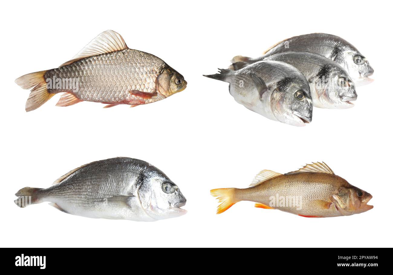 Set with fresh raw dorado fish, perch and crucian carp on white ...