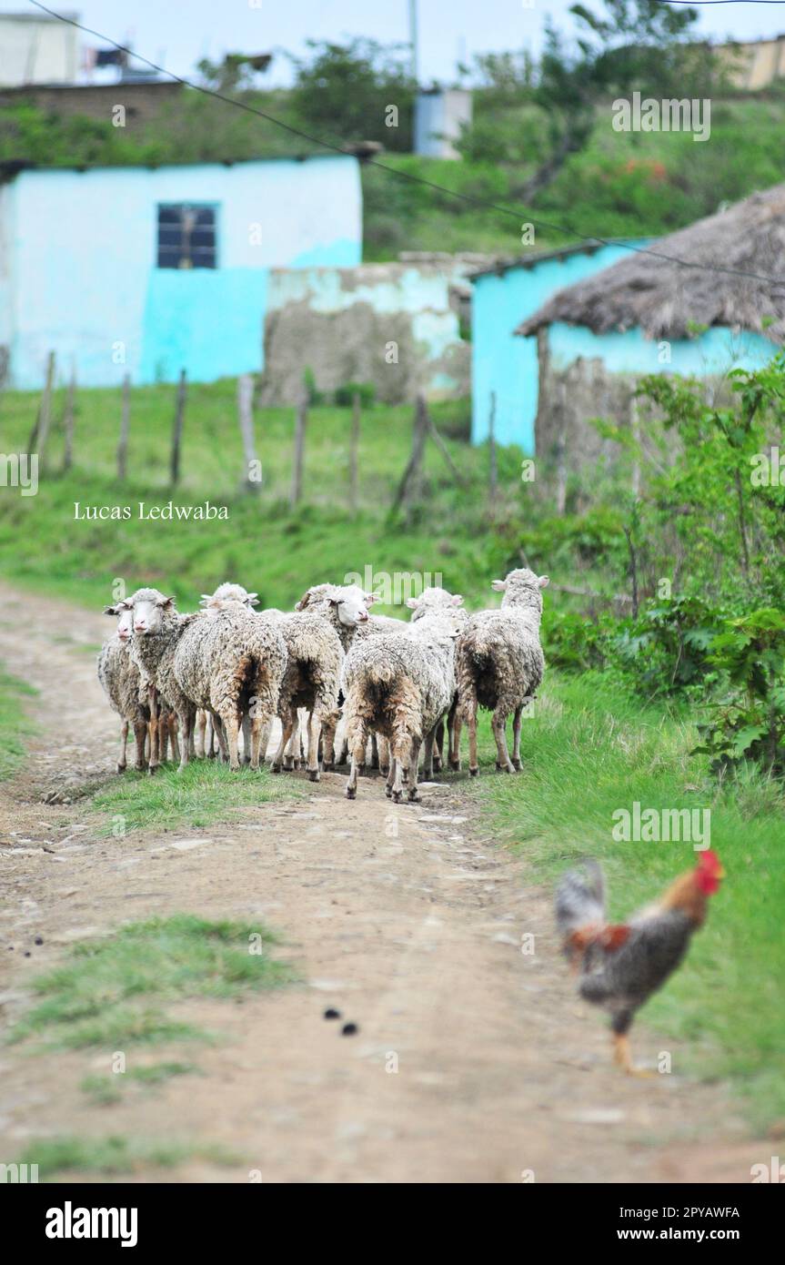 The countryside where Nelson Mandela grew up in Mvezo in the Eastern ...