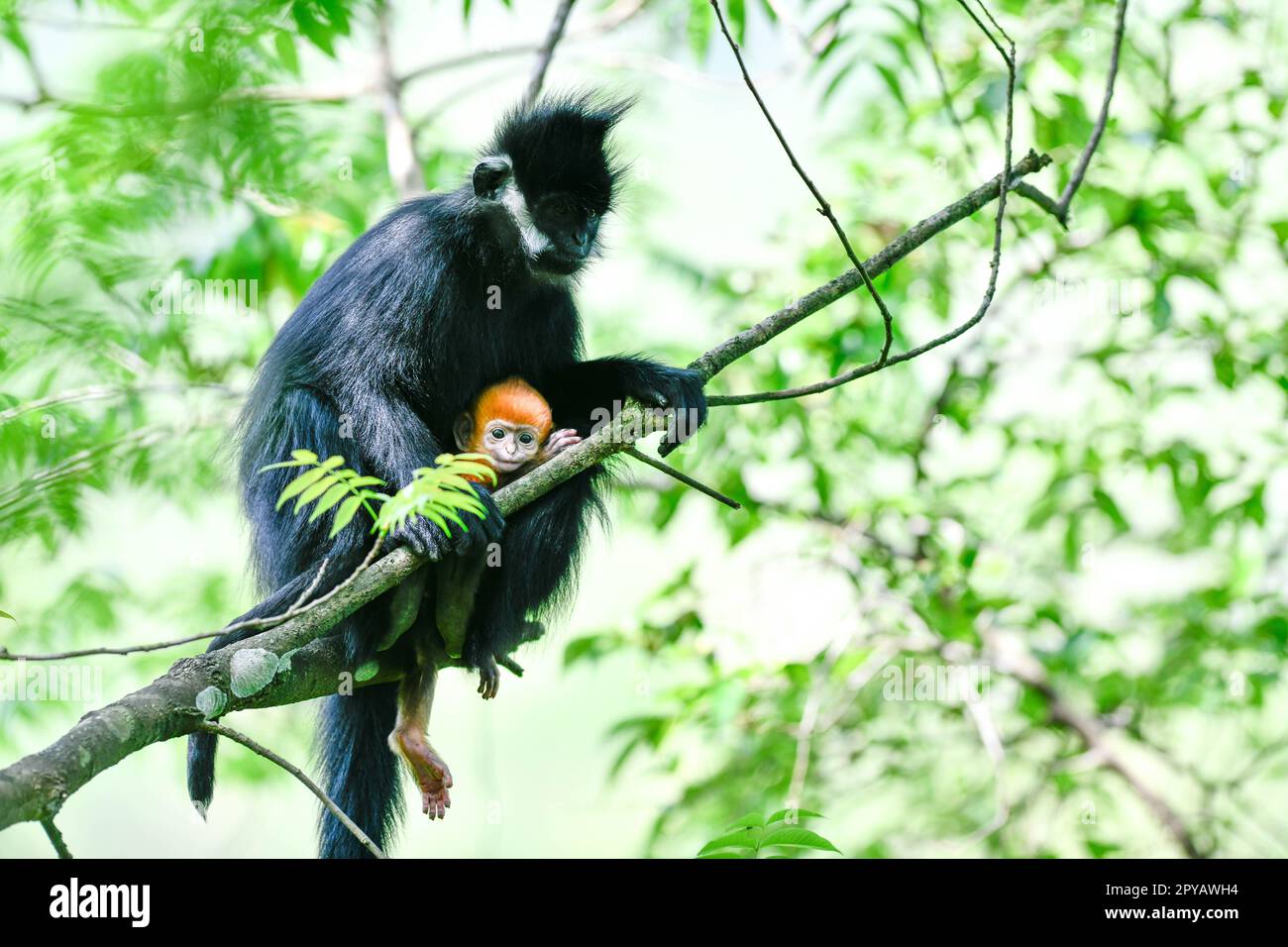 List of species hi-res stock photography and images - Alamy