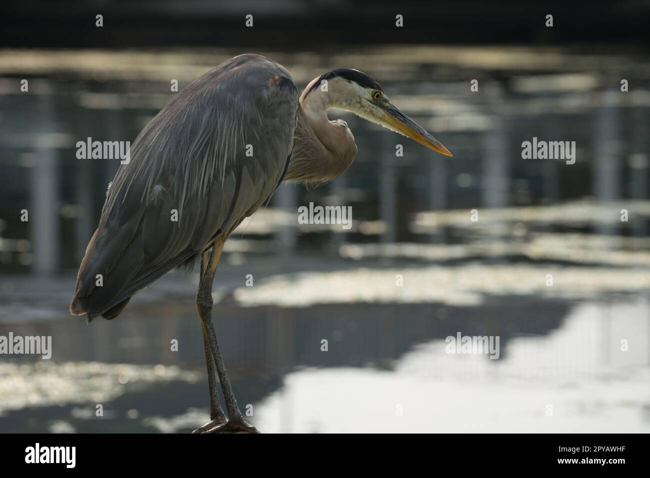 standing great blue heron photographed in late afternoon at an urban ...