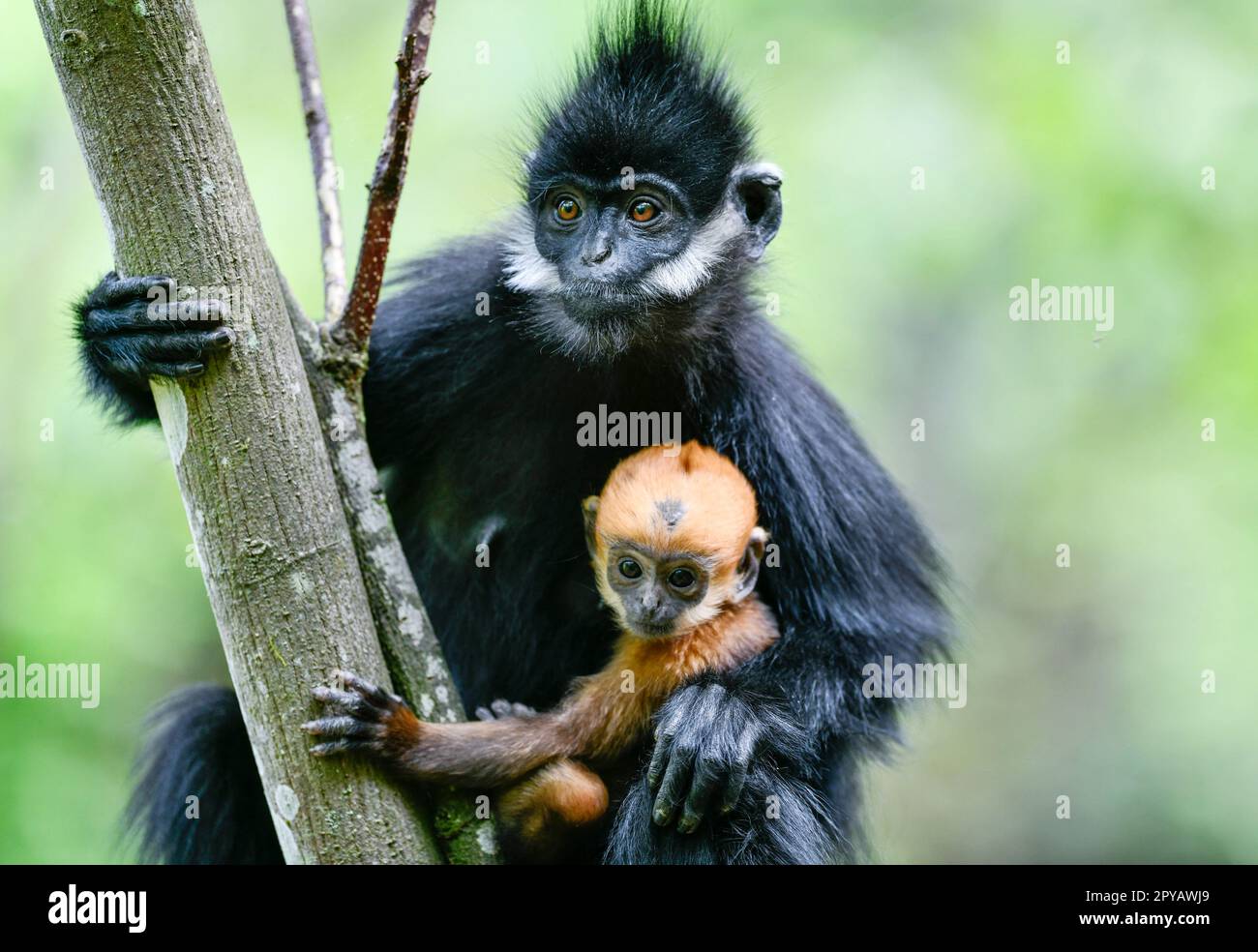 (230503) -- YANHE, May 3, 2023 (Xinhua) -- A Francois' leaf monkey is ...