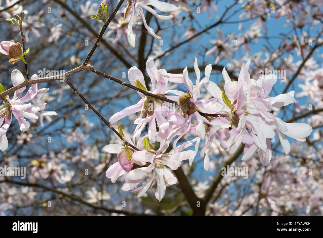 Magnolia stellata blossoms hi-res stock photography and images - Alamy