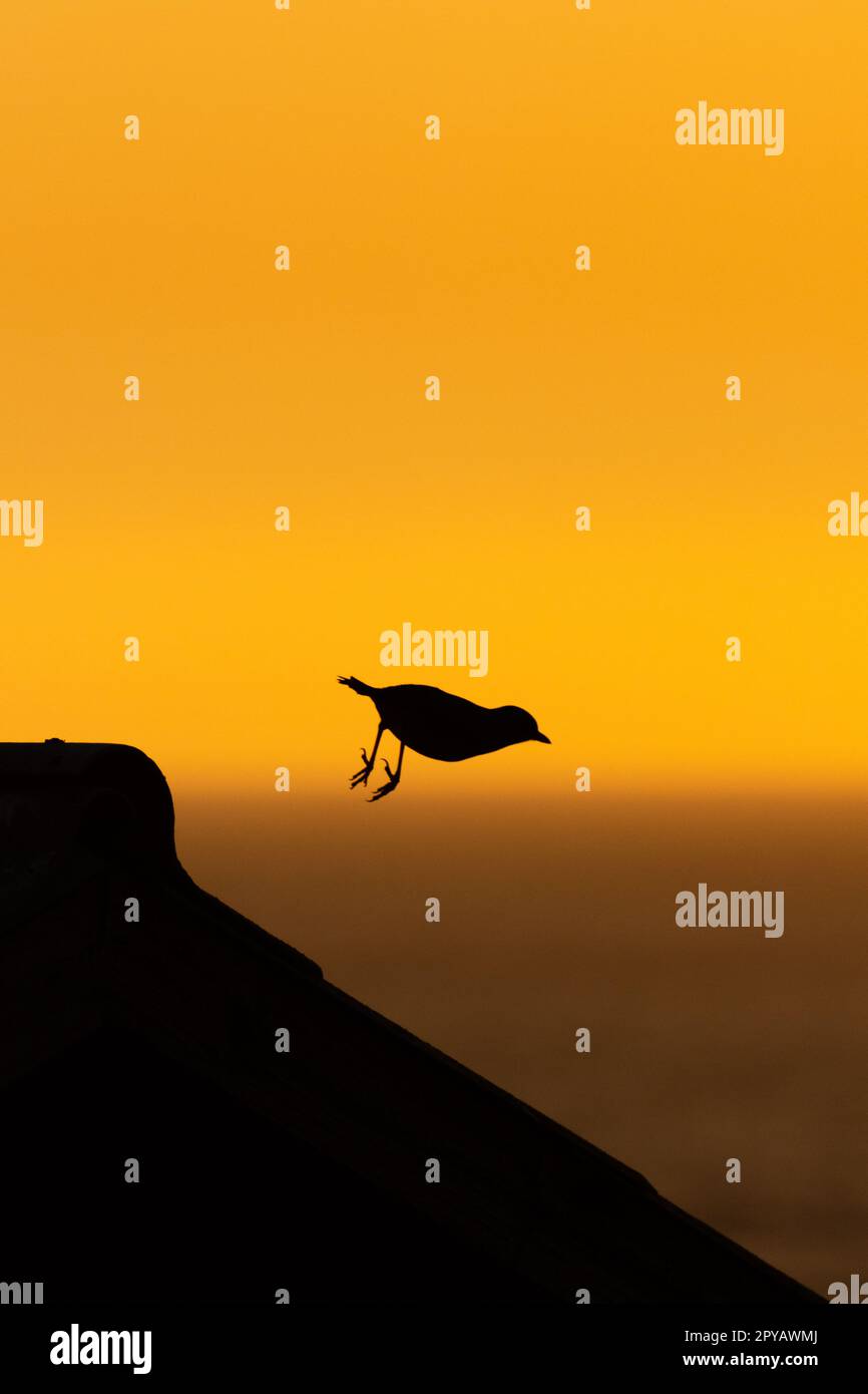 Bird free fall Stock Photo - Alamy