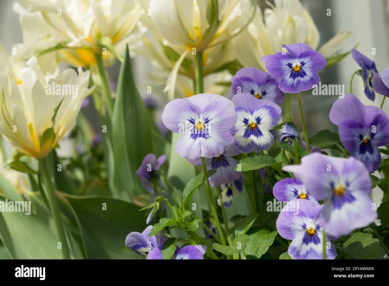 variegated purple pansies with cream yellow parrot tulips close up ...