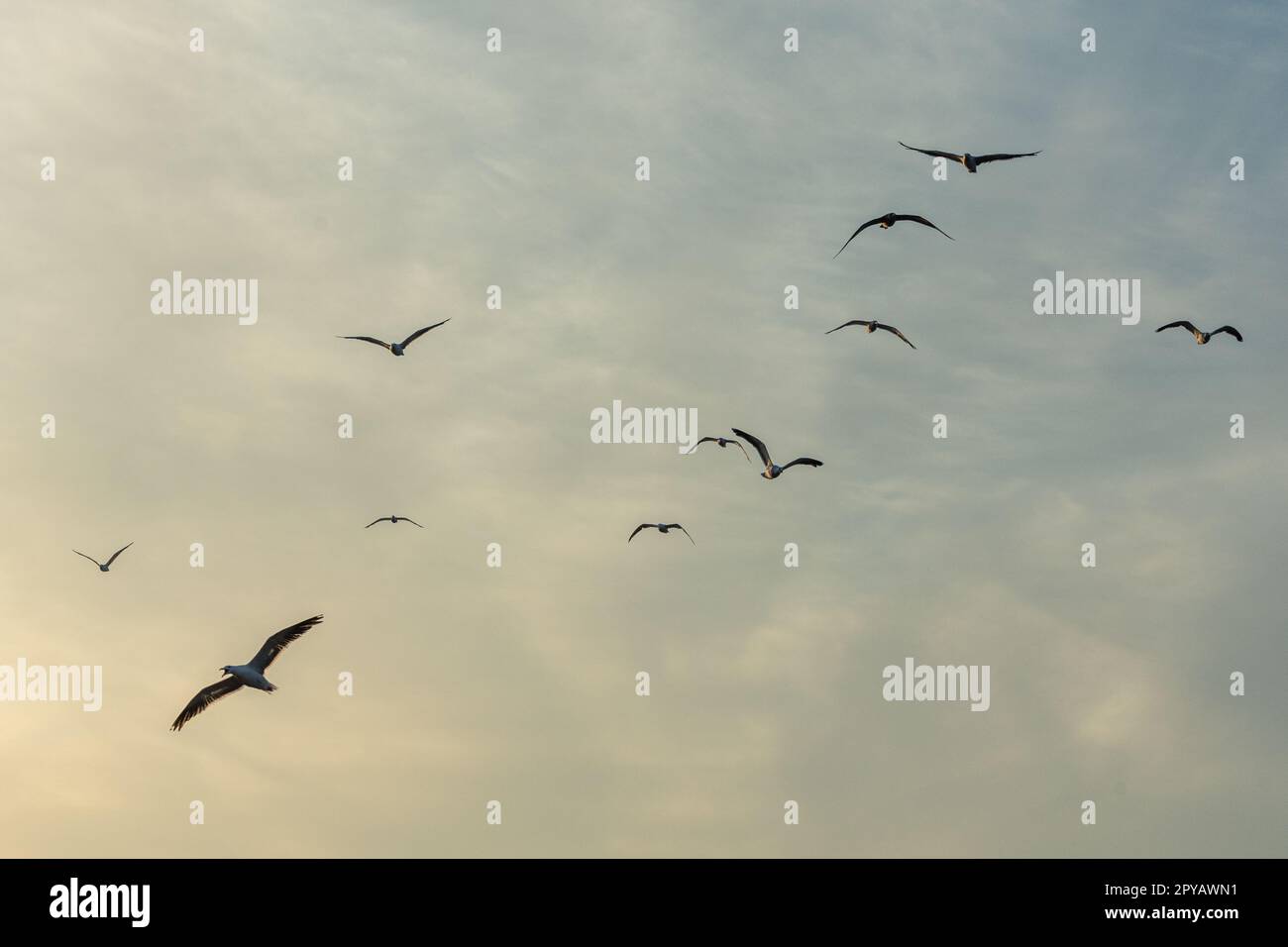 Flying seagull silhouette hi-res stock photography and images - Alamy
