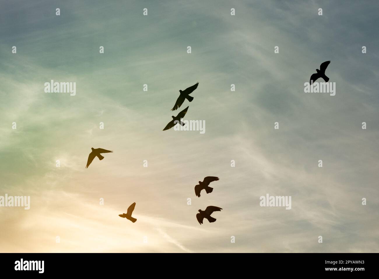 Pidgeon silhouette hi-res stock photography and images - Alamy