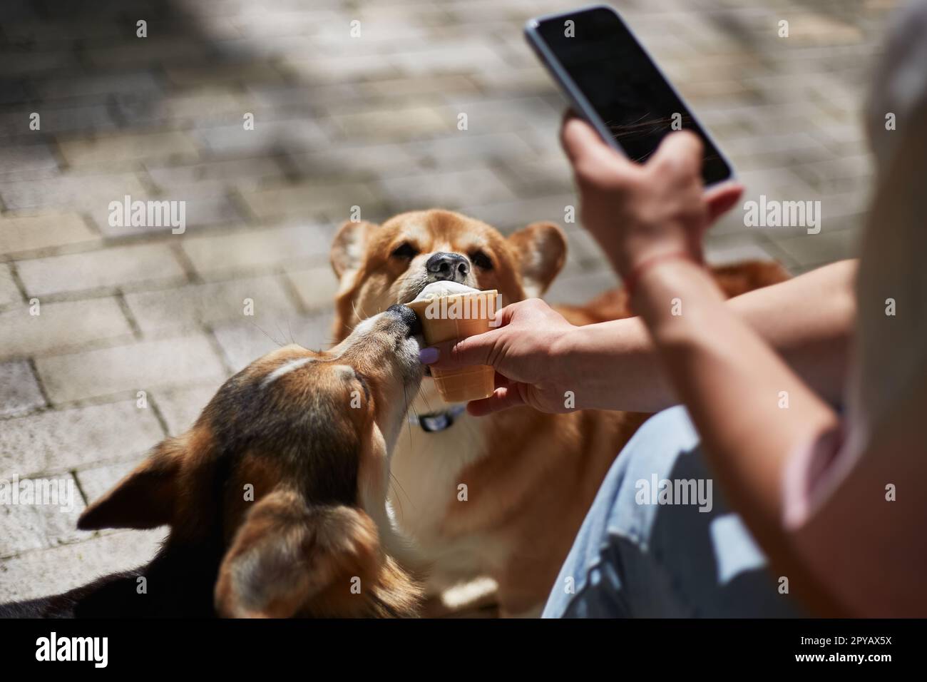 Couple of cute Pembroke Welsh Corgis licking an ice cream. Owner taking ...