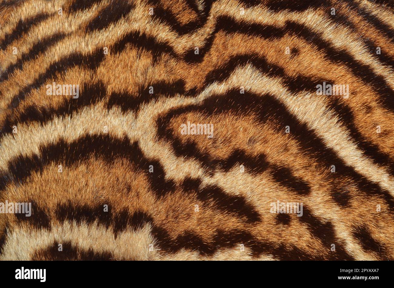 ocelot fur coat Stock Photo - Alamy