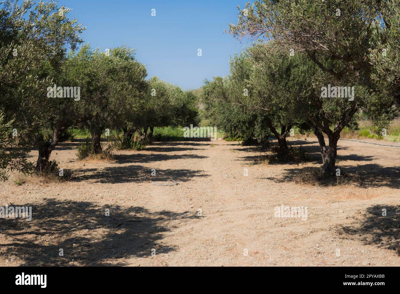 Olive season hi-res stock photography and images - Alamy