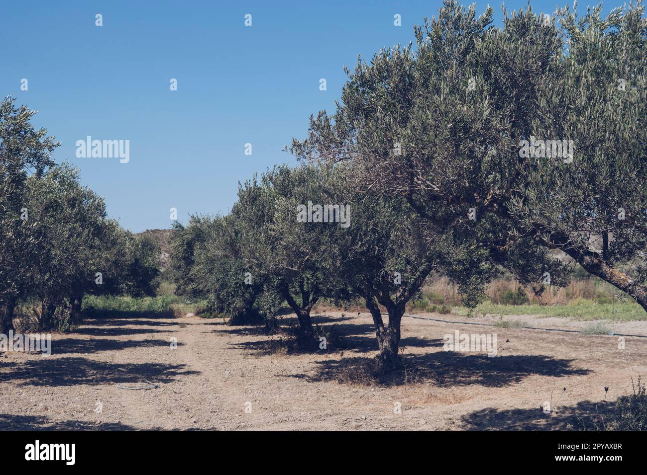 plantation of olive trees during summer season at island at the ...
