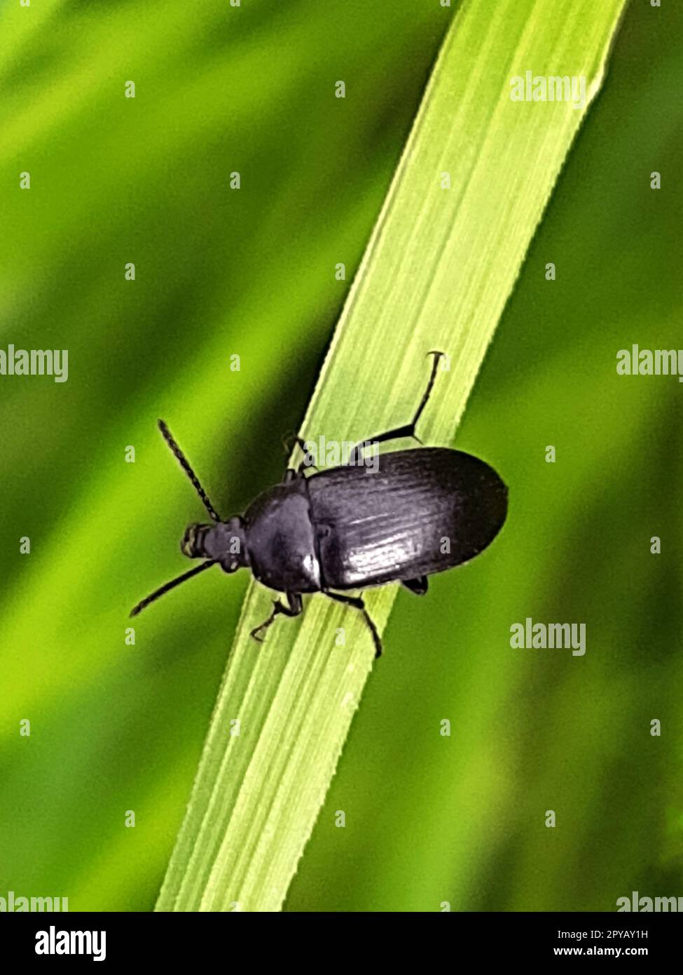 Beetles painting hi-res stock photography and images - Alamy