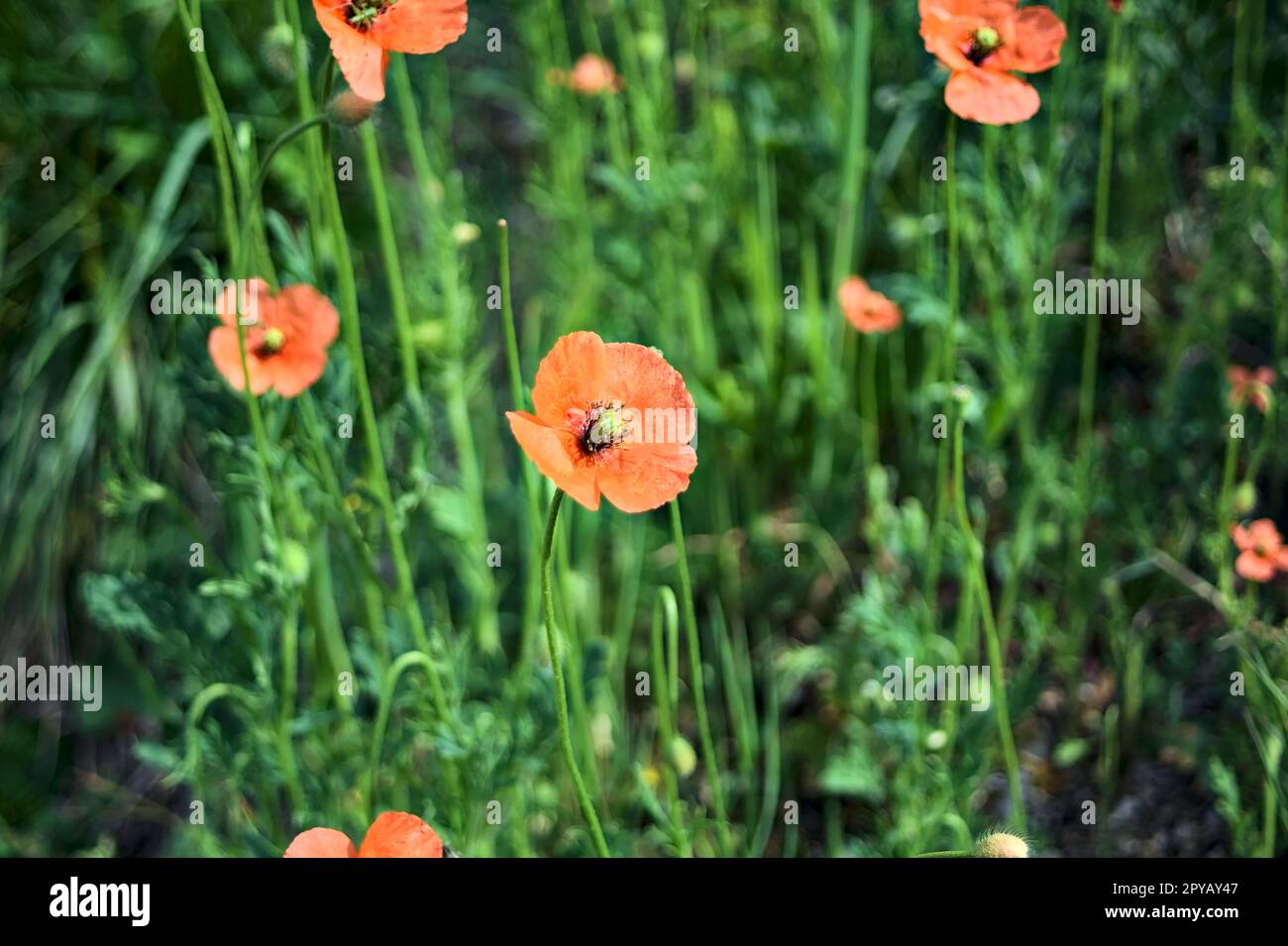 Poppies in the grass seen up close Stock Photo - Alamy