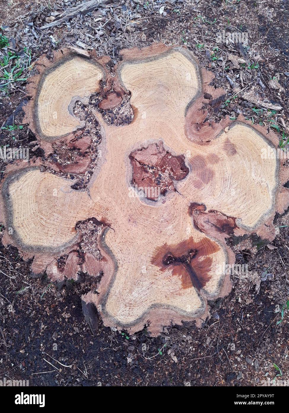 A cut of a tree in a city park close-up.Wood saw cut Stock Photo - Alamy