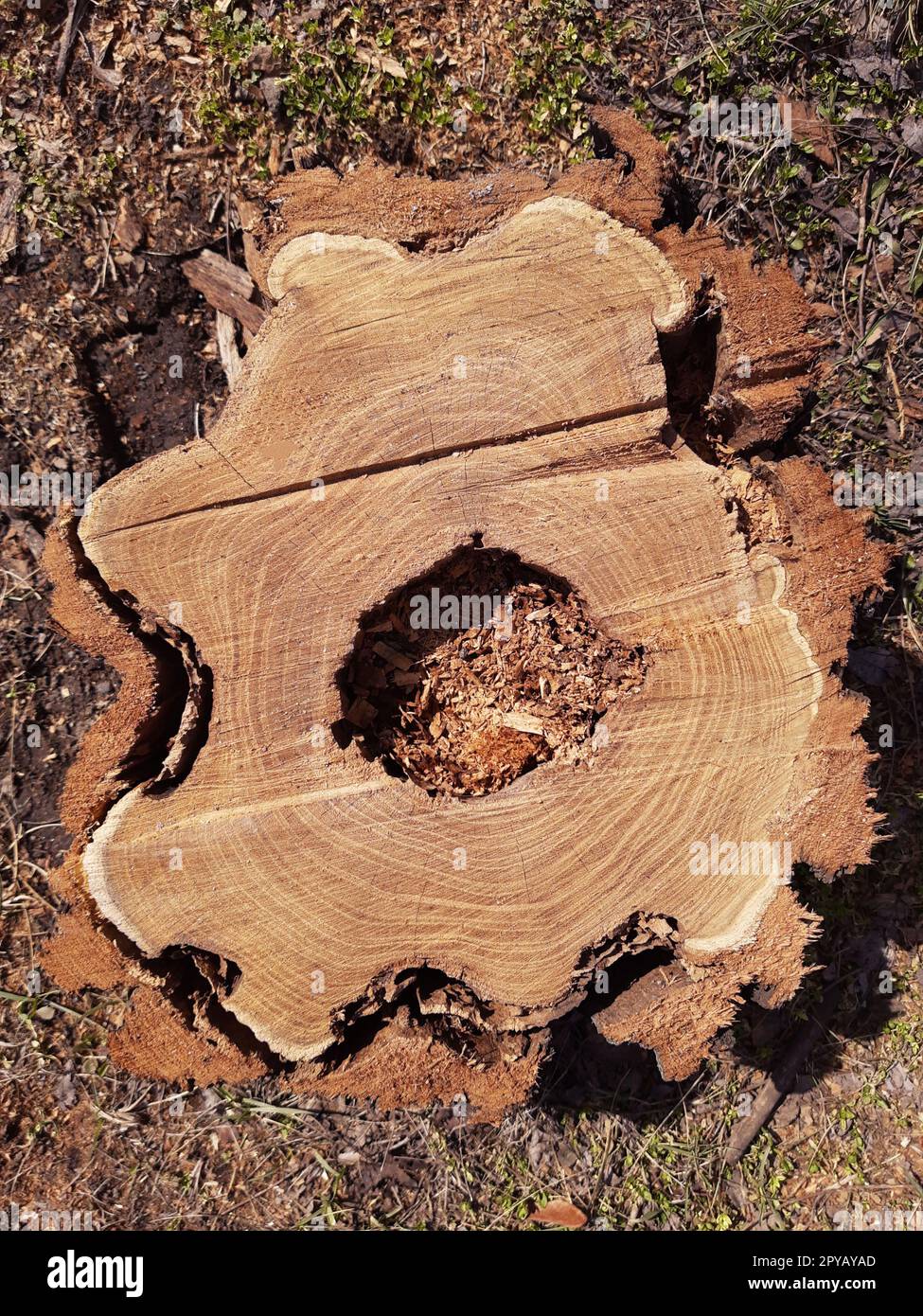 Slice of a tree in a city park Stock Photo - Alamy