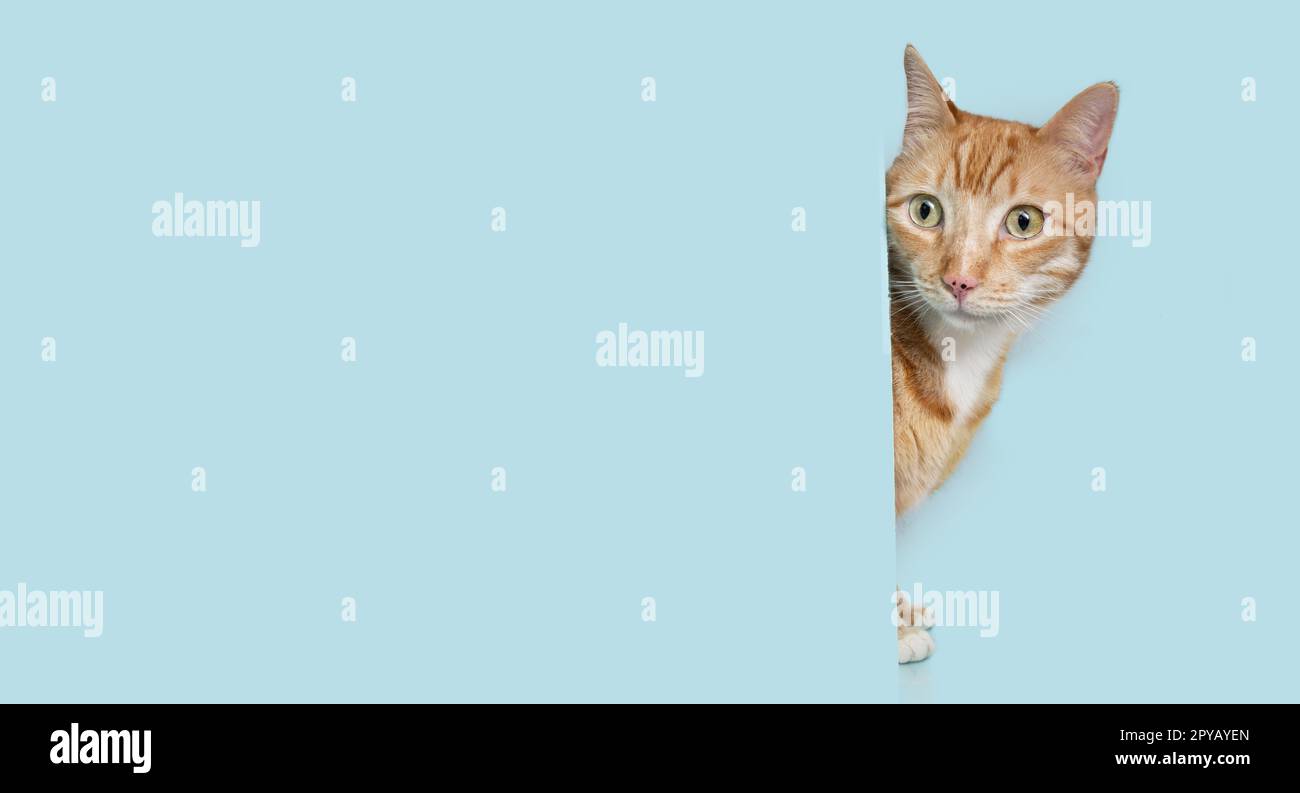 Portrait peeking over ginger orange cat behind a blue pastel wall or ...