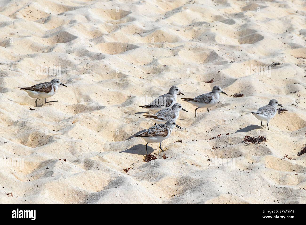 Sandpiper snipe sandpipers bird birds eating sargazo on beach Mexico ...