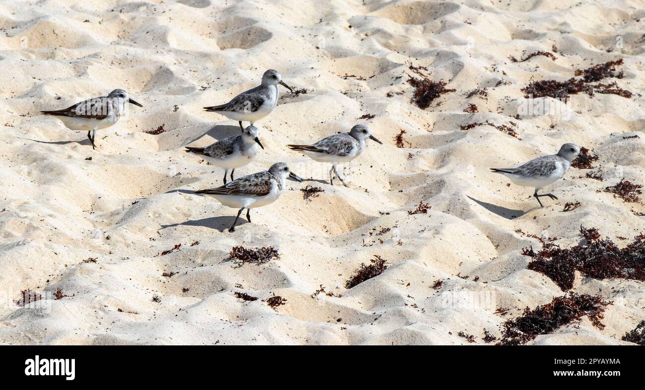 Sandpiper snipe sandpipers bird birds eating sargazo on beach Mexico ...