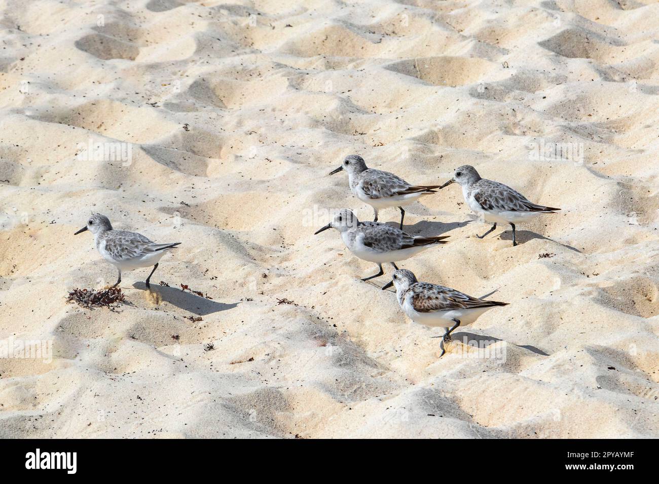 Sandpiper snipe sandpipers bird birds eating sargazo on beach Mexico ...