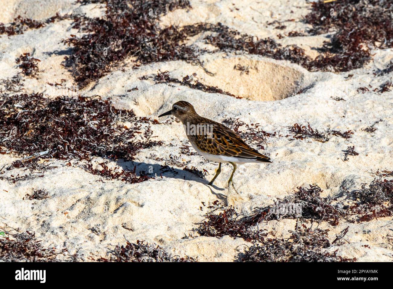 Sandpiper snipe sandpipers bird birds eating sargazo on beach Mexico ...