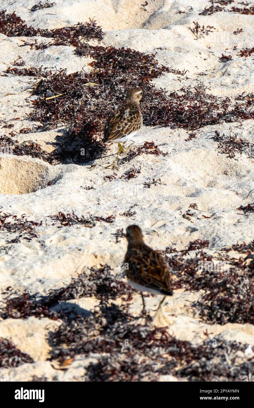Sandpiper snipe sandpipers bird birds eating sargazo on beach Mexico ...