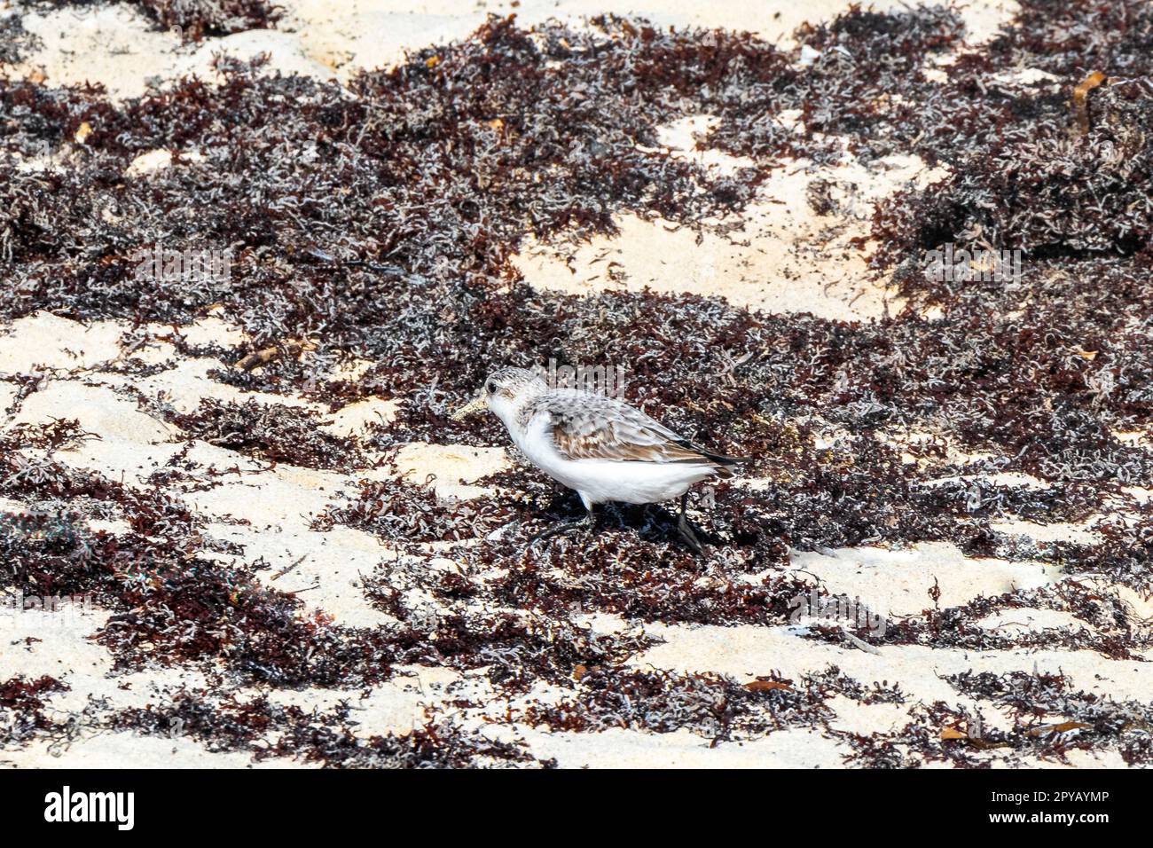 Sandpiper snipe sandpipers bird birds eating sargazo on beach Mexico ...