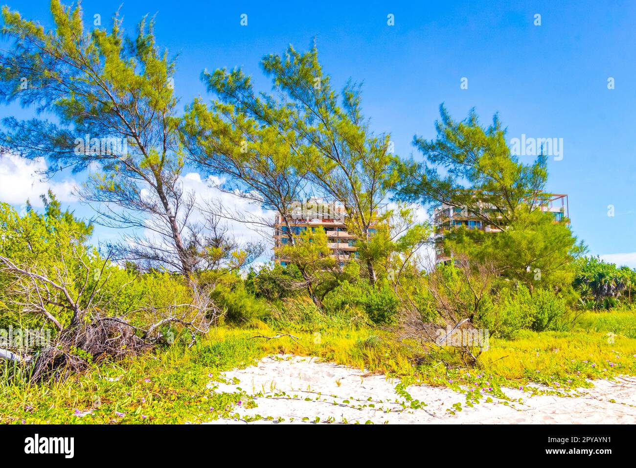 Caribbean beach fir palm trees in jungle forest nature Mexico Stock ...
