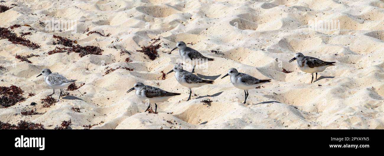 Sandpiper snipe sandpipers bird birds eating sargazo on beach Mexico ...