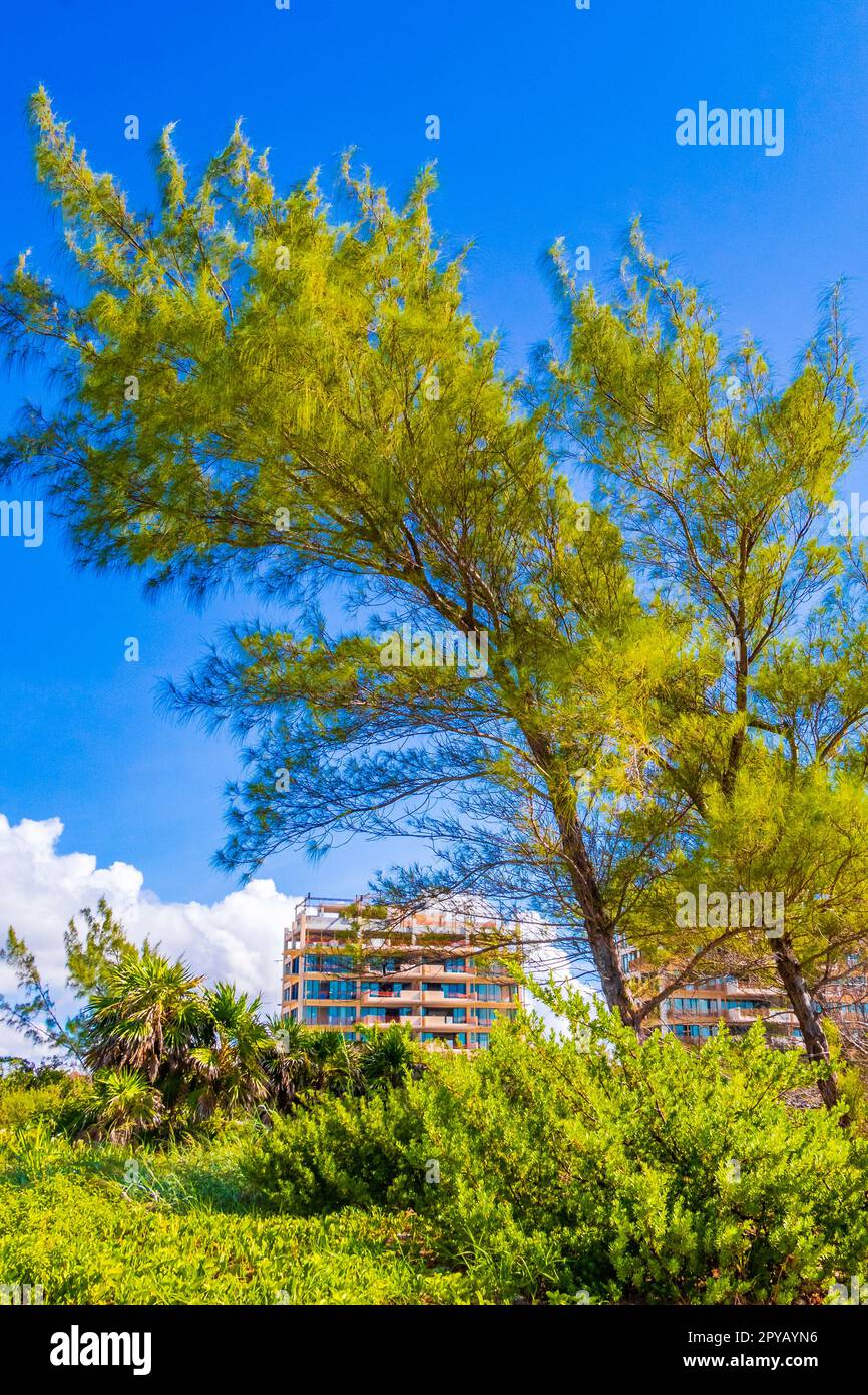 Caribbean beach fir palm trees in jungle forest nature Mexico Stock ...