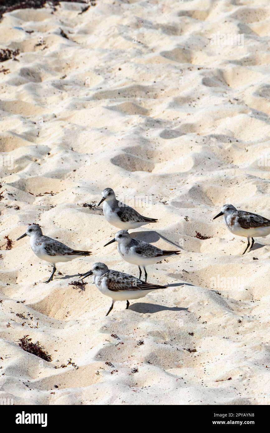 Sandpiper snipe sandpipers bird birds eating sargazo on beach Mexico ...