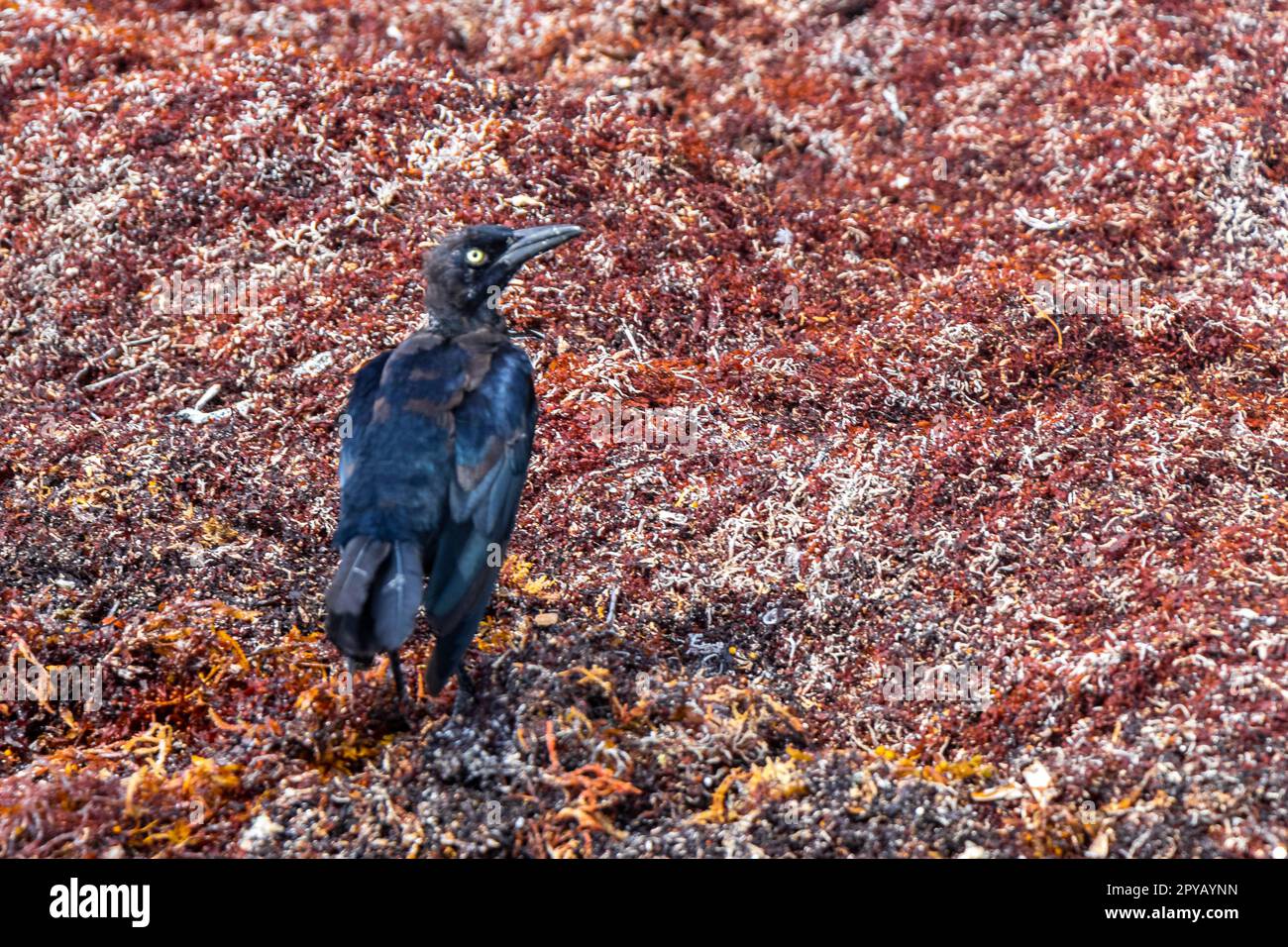 Great-Tailed Grackle bird birds eating sargazo on beach Mexico Stock ...