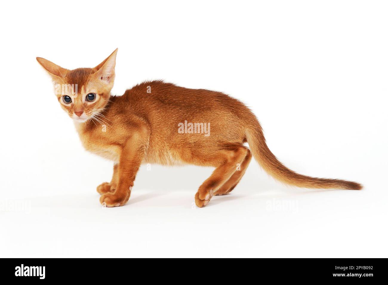 Abyssinian red kitten on a white isolated background Stock Photo - Alamy