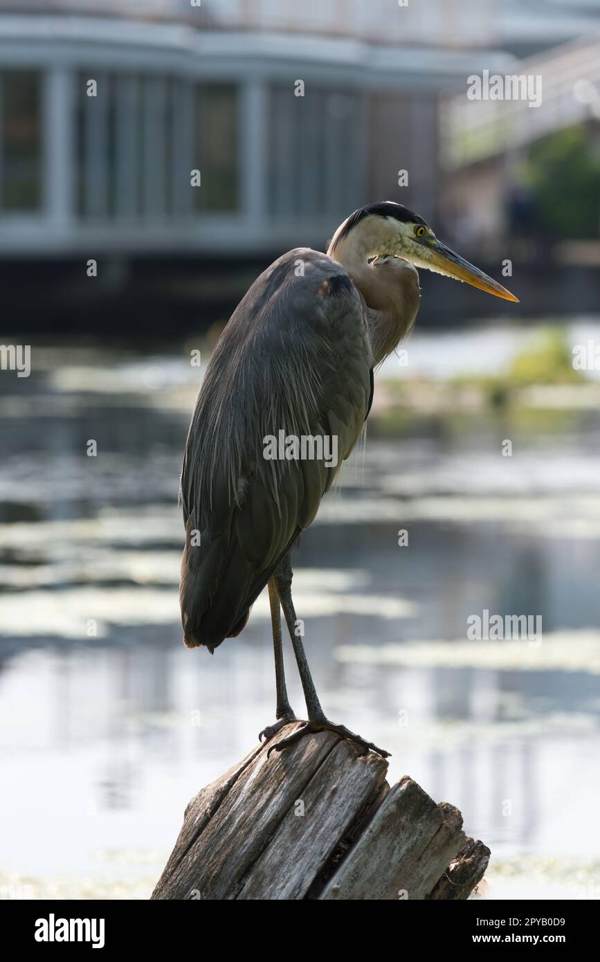 standing great blue heron photographed in late afternoon at an urban ...