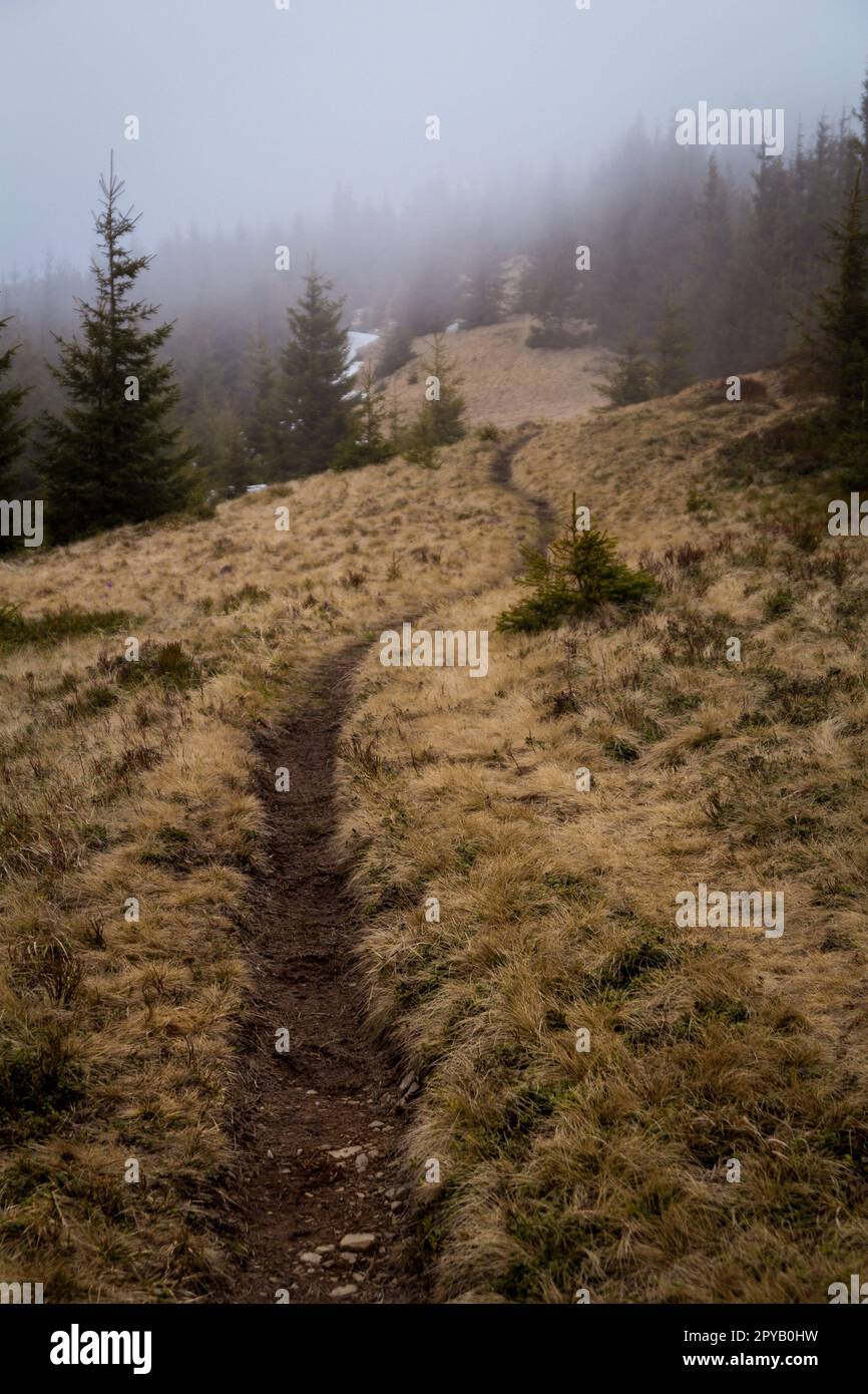 Winding trail through hillside and spruce forest landscape photo Stock Photo - Alamy