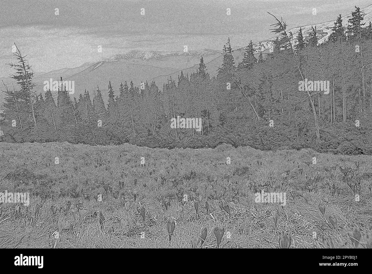 Wildflower drawing hi-res stock photography and images - Alamy