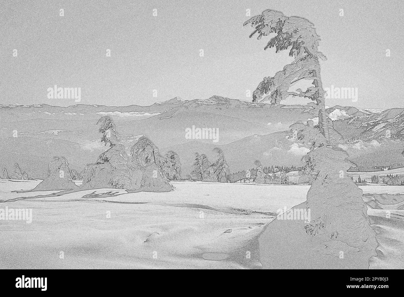 Snow covered evergreen trees after blizzard engraving hand drawn sketch ...