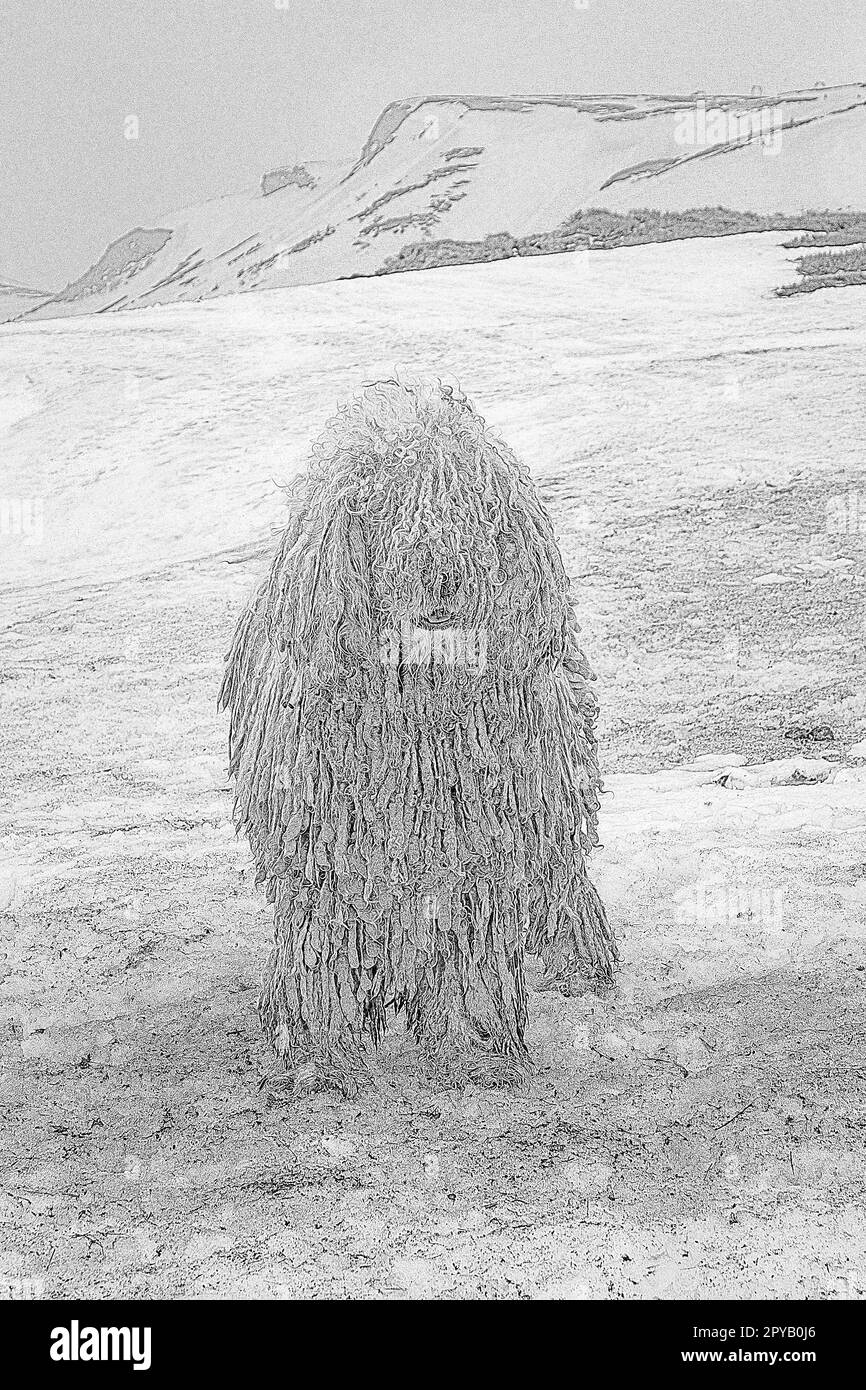 Animal on slope Black and White Stock Photos & Images - Alamy