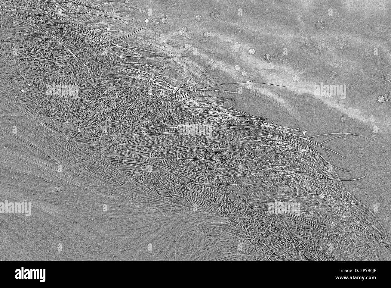 Dry long perennial grass with bokeh engraving hand drawn sketch. Black ...