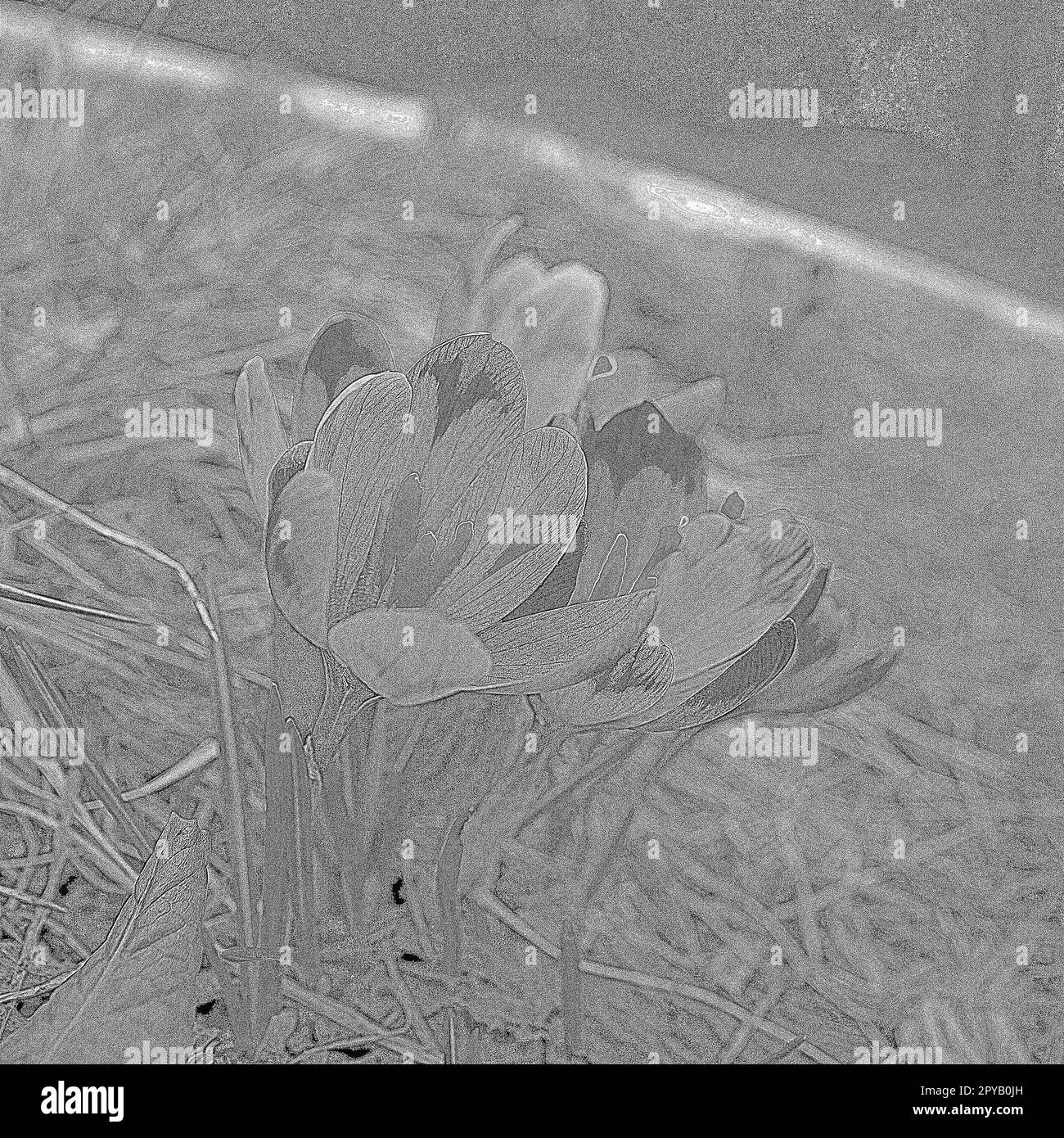 Spring crocus flowers with anthers blooming engraving hand drawn sketch ...