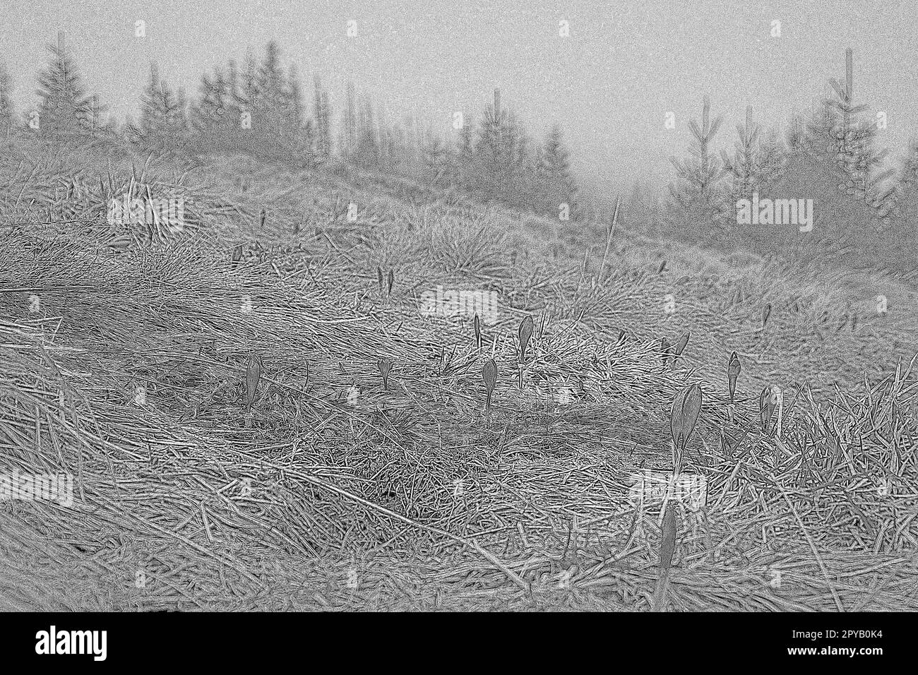 Mound with dry grass and flower buds engraving hand drawn sketch Stock ...