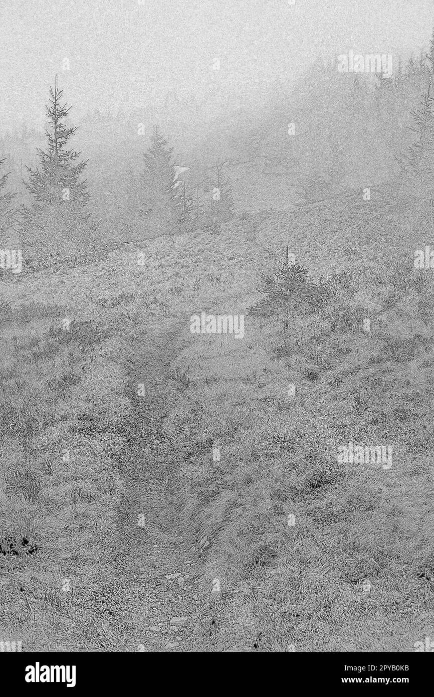 Winding trail through hill and spruce forest engraving hand drawn ...