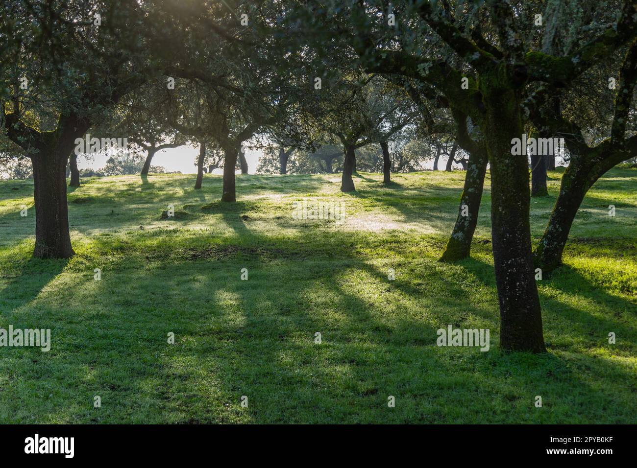 Cork oak trees in the morning Stock Photo - Alamy