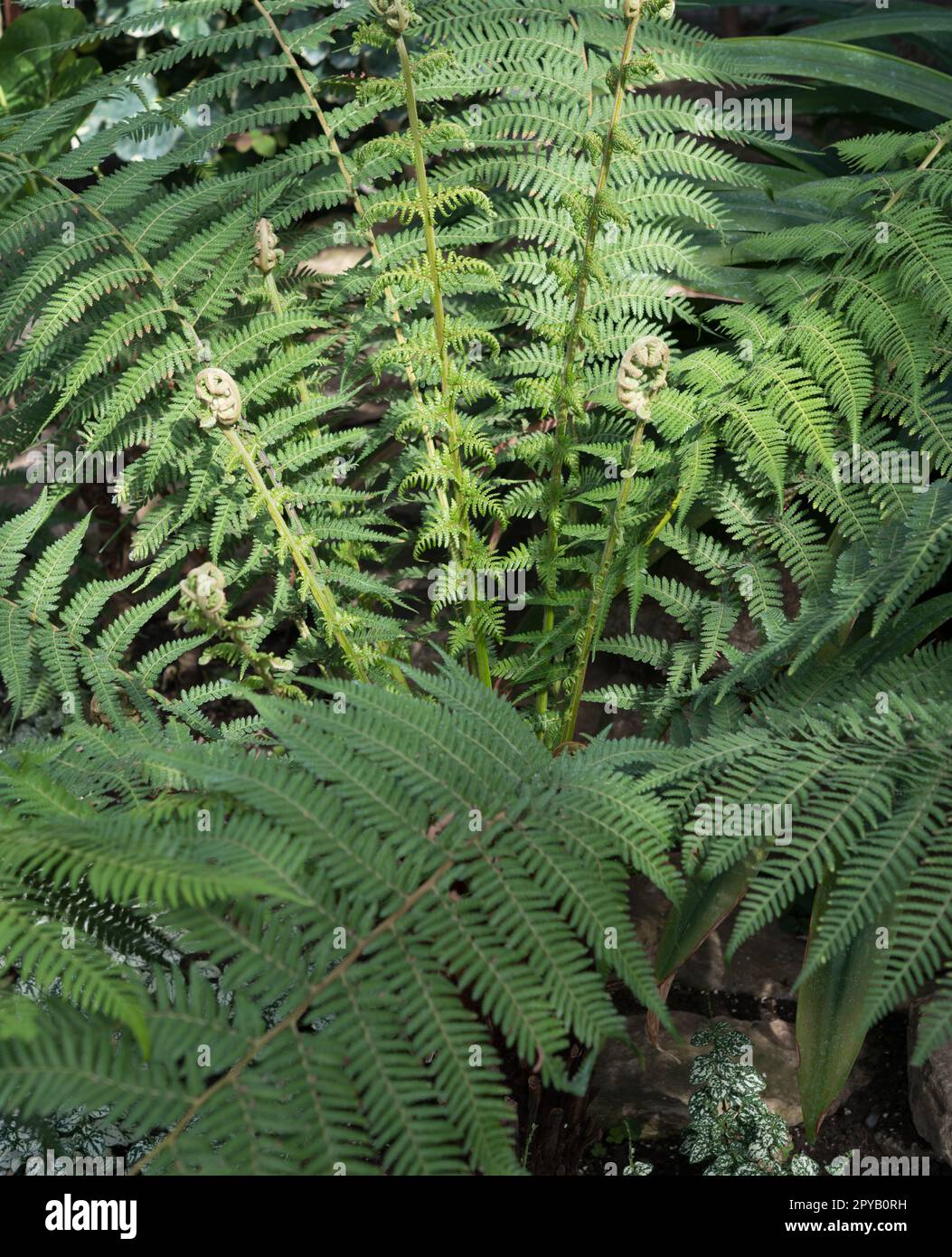 Part shade garden hi-res stock photography and images - Alamy