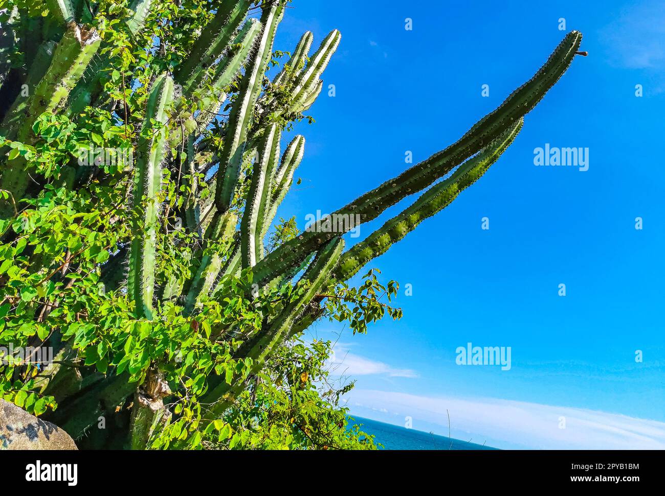 Tropical cacti cactus plants natural jungle Puerto Escondido Mexico ...