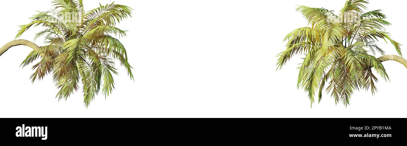 Palm trees with space for text on a white background Stock Photo - Alamy