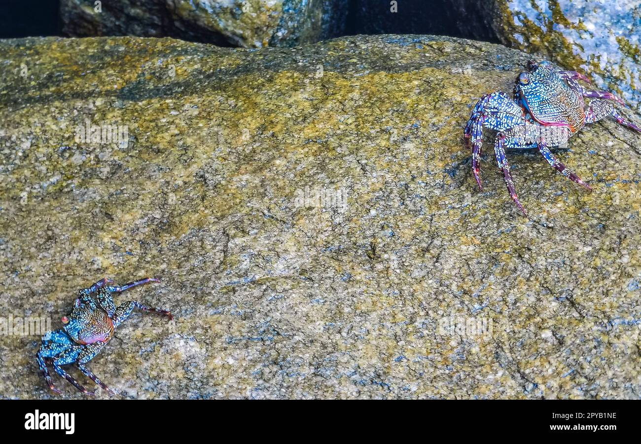 Black crab crabs on cliffs stones rocks Puerto Escondido Mexico Stock ...